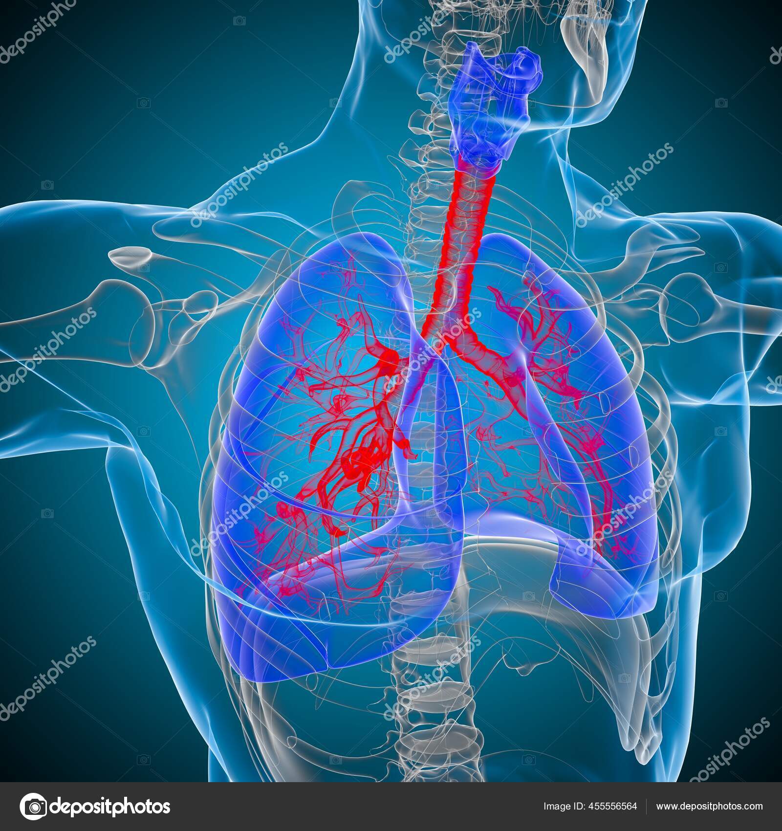 Lungs Human Respiratory System Anatomy Medical Concept Illustration Stock Photo by ©My_box_pra ...
