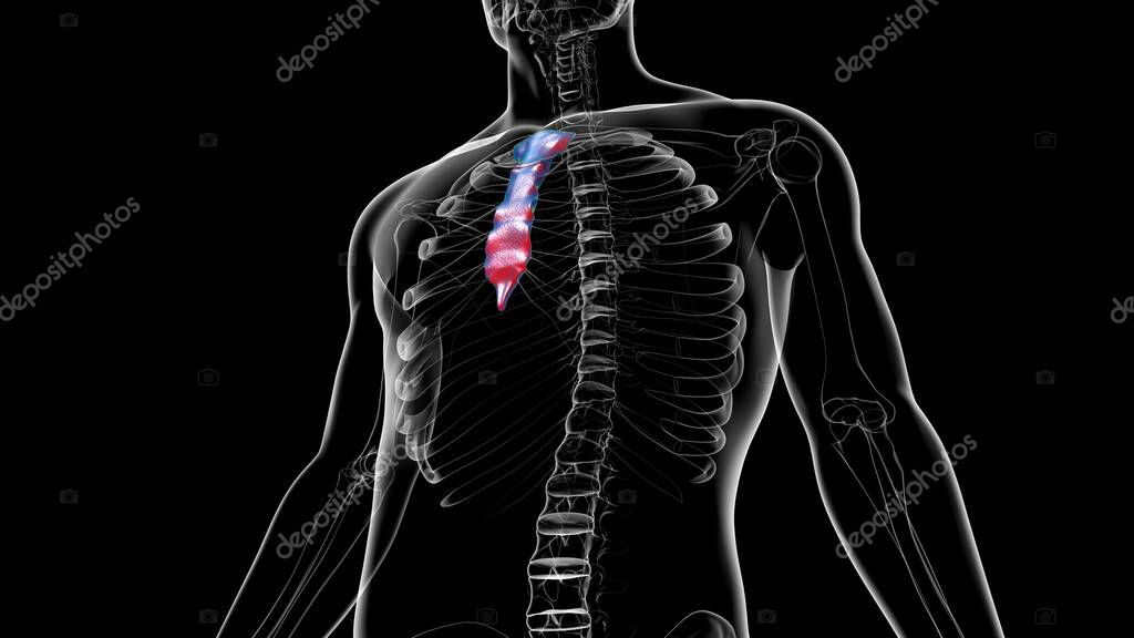 Anatomía ósea del esternón del esqueleto humano para la ilustración 3D ...