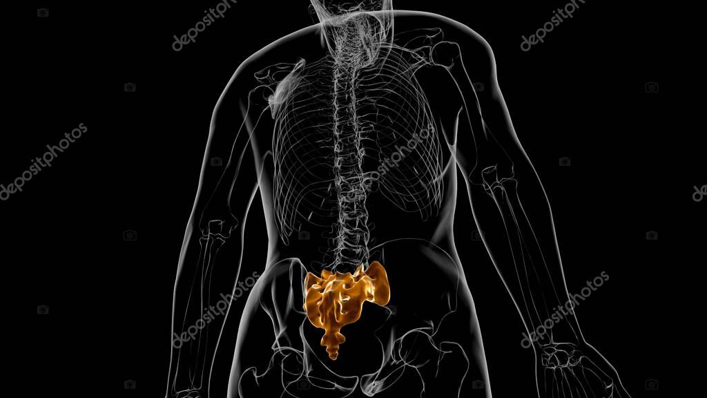 Anatomía del esqueleto humano Representación 3D del hueso sacro para el ...