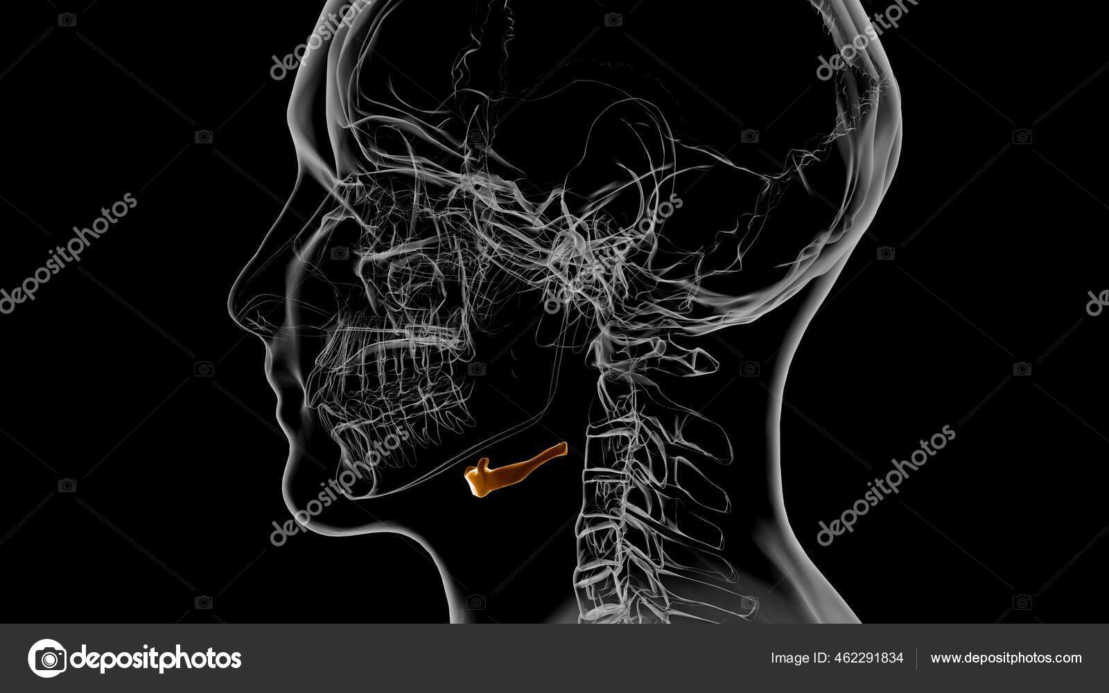 Anatomía Del Hueso Hioides Del Esqueleto Humano Para Ilustración Del ...