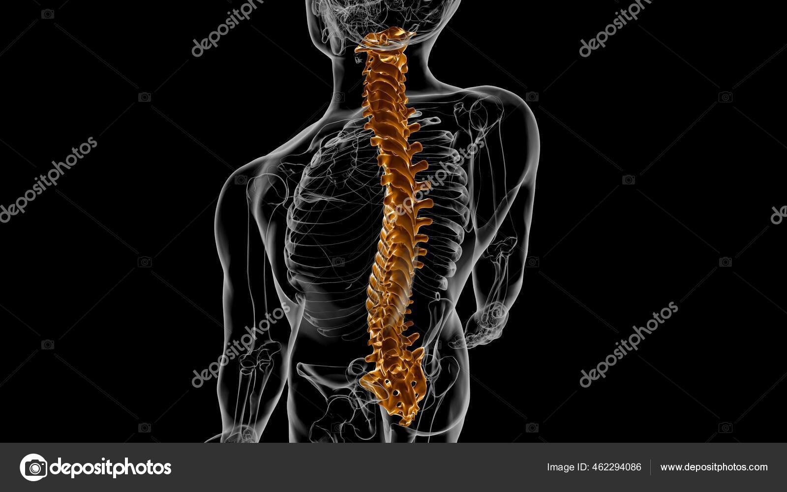 Emberi Csontváz Gerincoszlop Csigolyák Anatómia Illusztráció — Stock ...