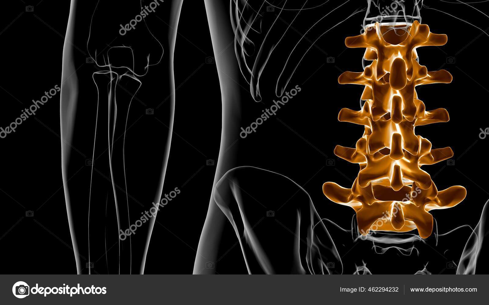 Human Skeleton Vertebral Columbar Vertebrae Anatomy Illustration ...
