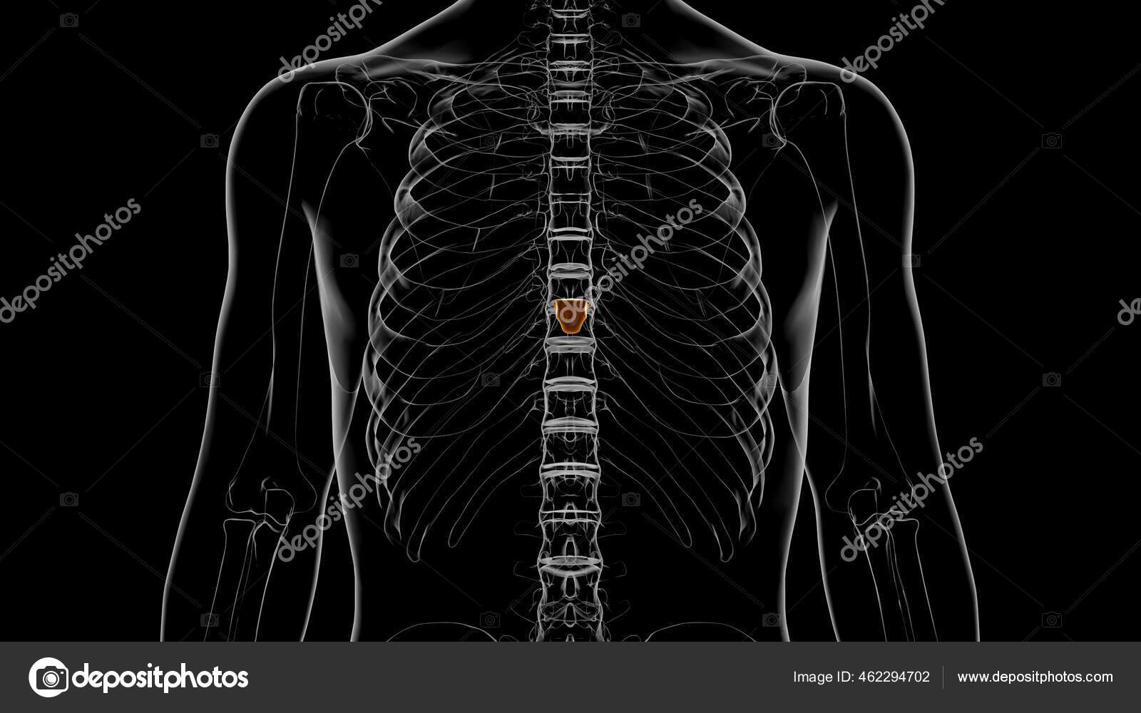 Squelette Humain Xiphoid Processus Anatomie Illustration image libre de ...