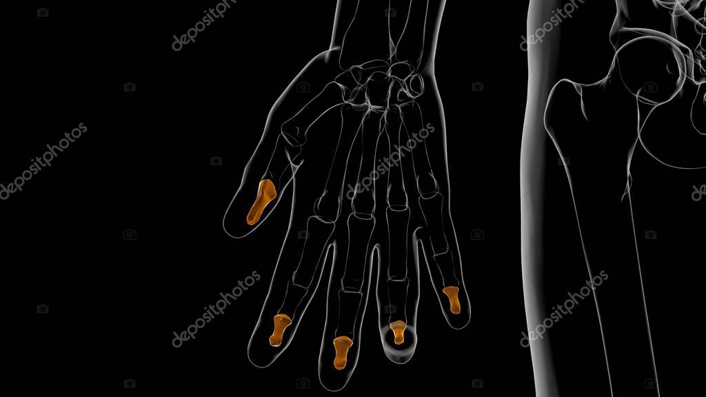 Anatomía ósea distal de las falanges de la mano del esqueleto humano ...