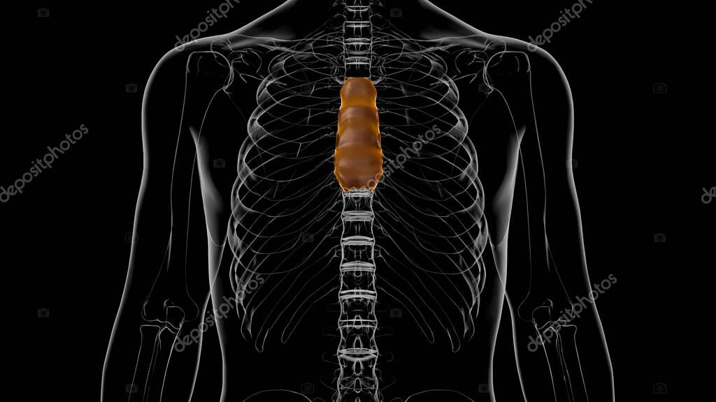 Cuerpo esquelético humano de anatomía ósea esternón para la ilustración ...