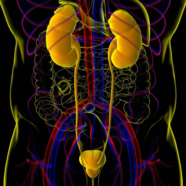 Menselijke Urinewegen Nieren Met Blaasanatomie Voor Medisch Concept ...