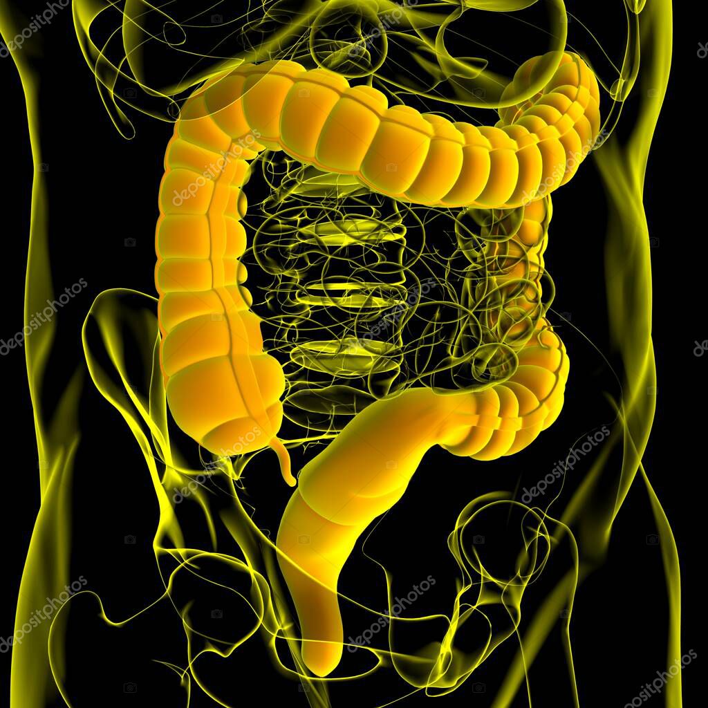 Anatomía del sistema digestivo humano de la ilustración 3D del ...