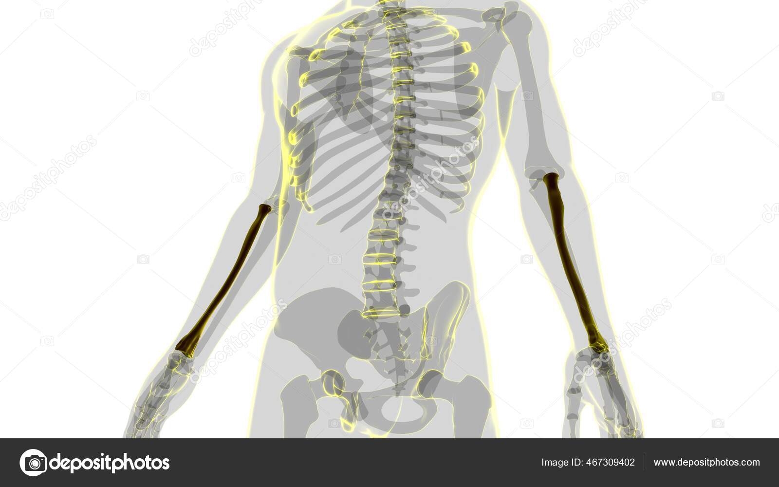 Human Skeleton Anatomy Radius Bone Rendering Medical Concept — Stock ...