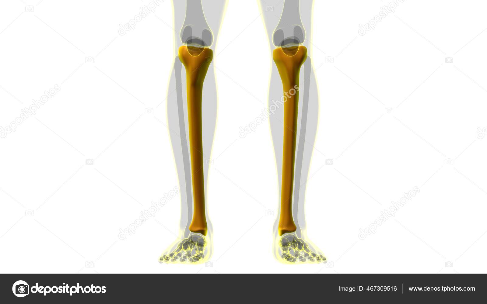 Human Skeleton Anatomy Tibia Bone Rendering Medical Concept Stock Photo ...