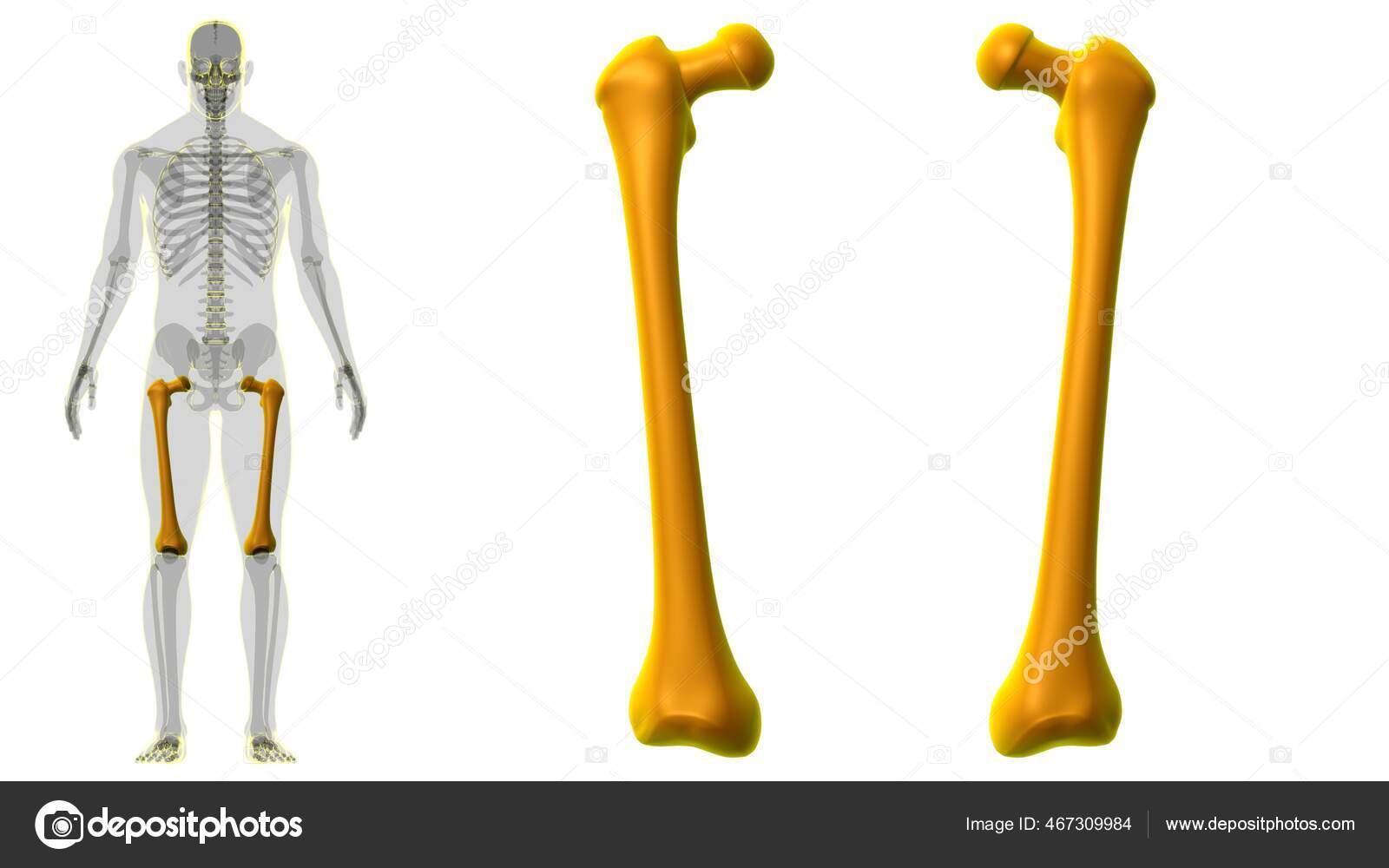 Human Skeleton Anatomy Femur Bone Rendering Medical Concept Stock Photo ...