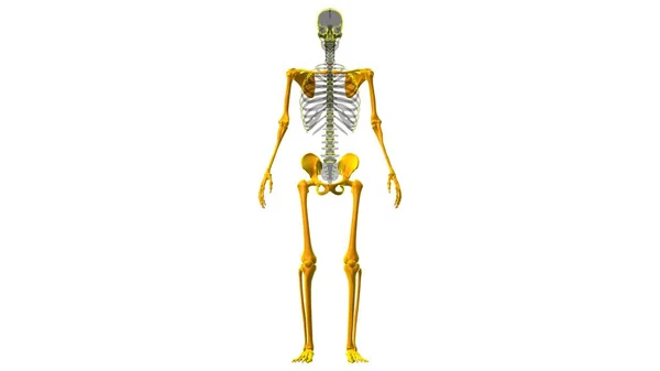 Detailed Human Skeleton Anatomy