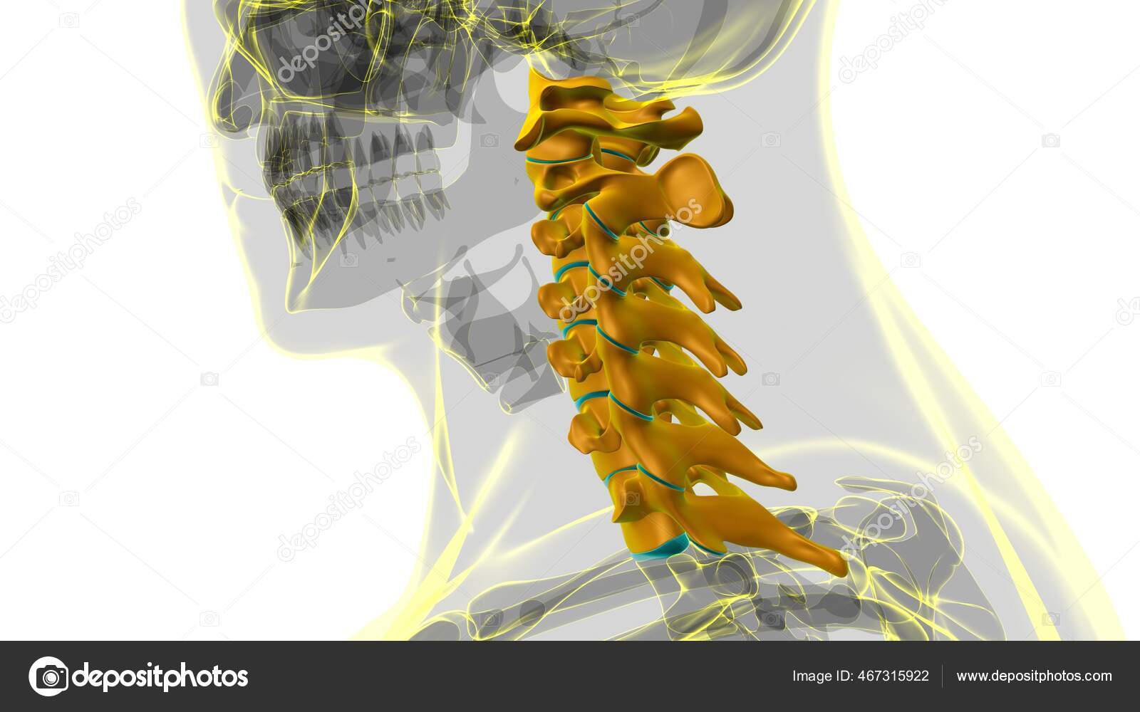Colonne Vertébrale Squelette Humaine Anatomie Vertébrale Cervicale ...
