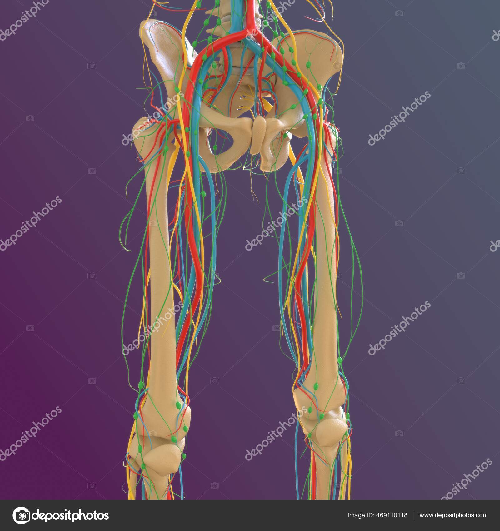 Anatomia Esqueleto Humano Renderização Osso Fêmur Para Conceito Médico ...