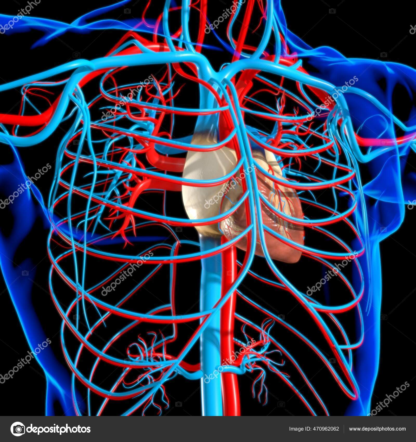 Human Heart Circulatory System Anatomy Medical Concept Illustration ...