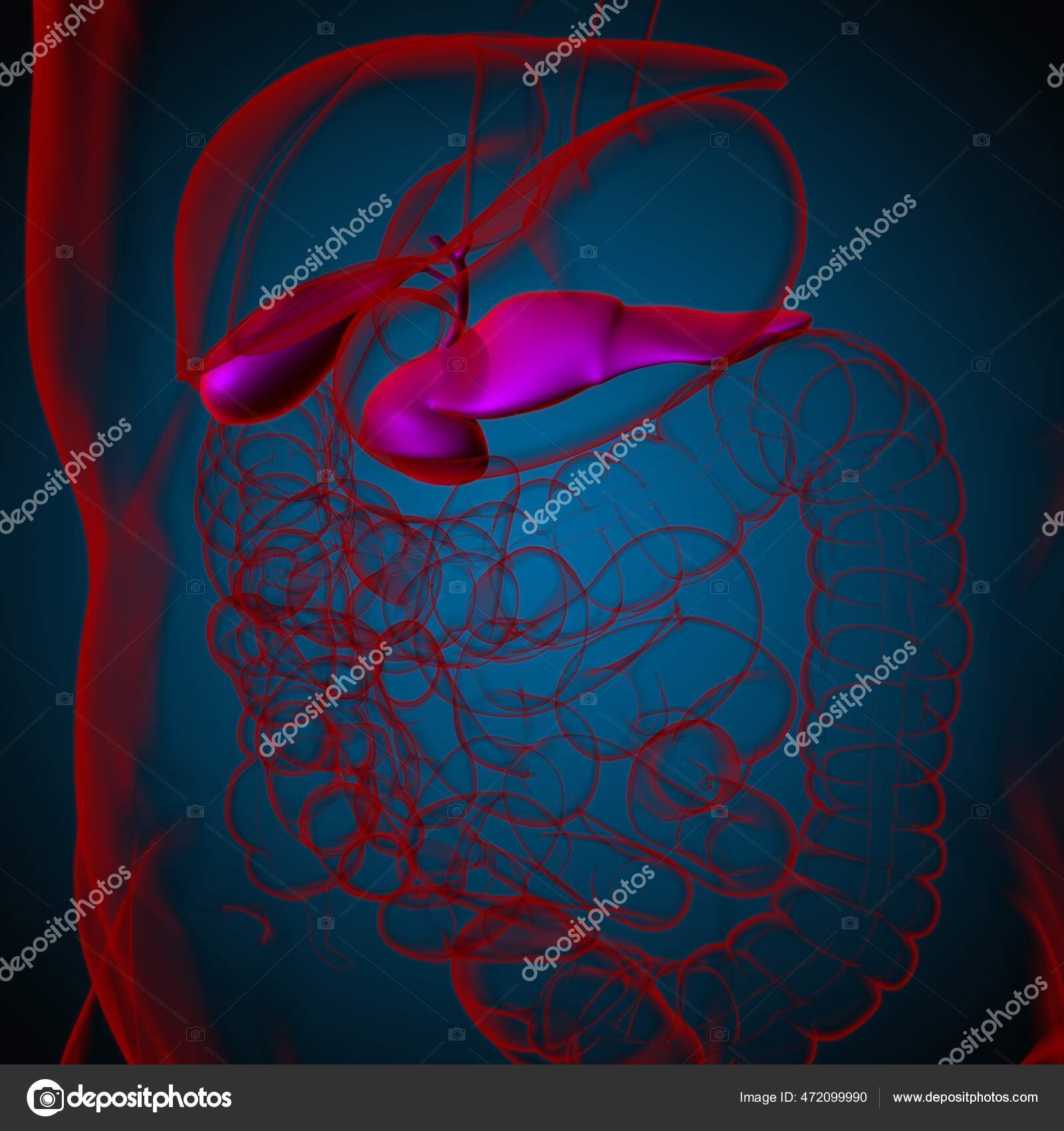 Pancreas Human Digestive System Anatomy Medical Concept Illustration ...