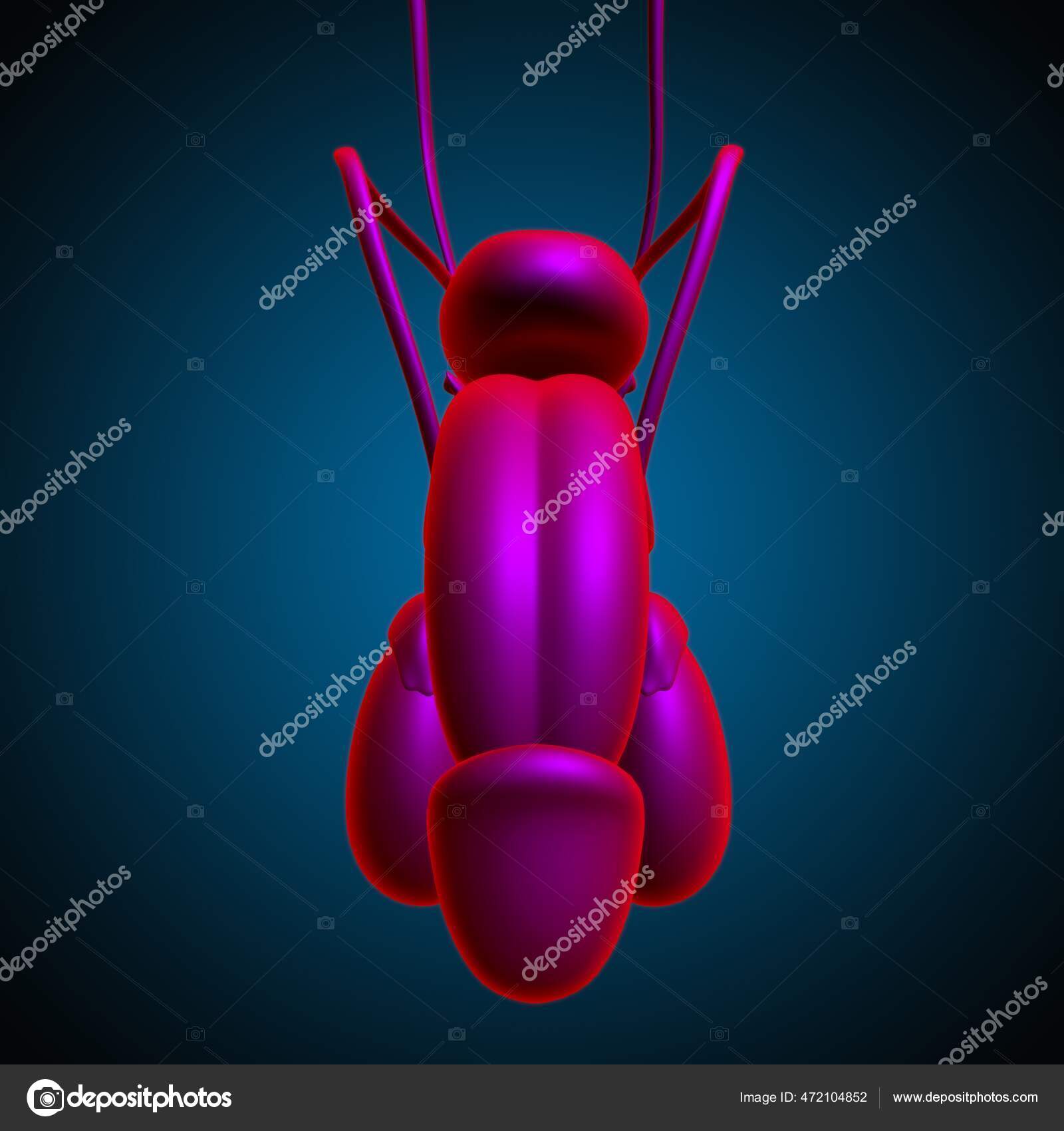 Male Reproductive System Anatomy Medical Concept Illustration Stock
