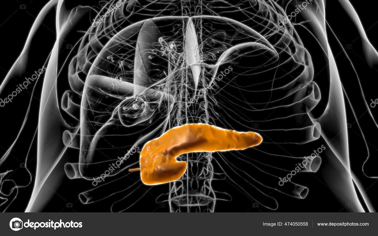 Human Digestive System Pancreas Anatomy Medical Concept Illustration ...