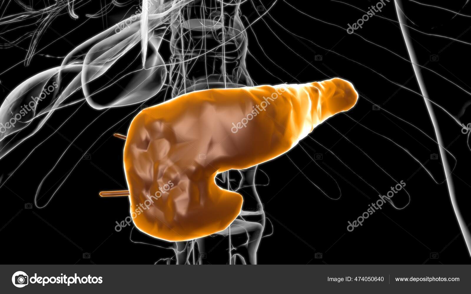 Människans Matsmältningssystem Pankreas Anatomi För Medicinsk Begreppet ...