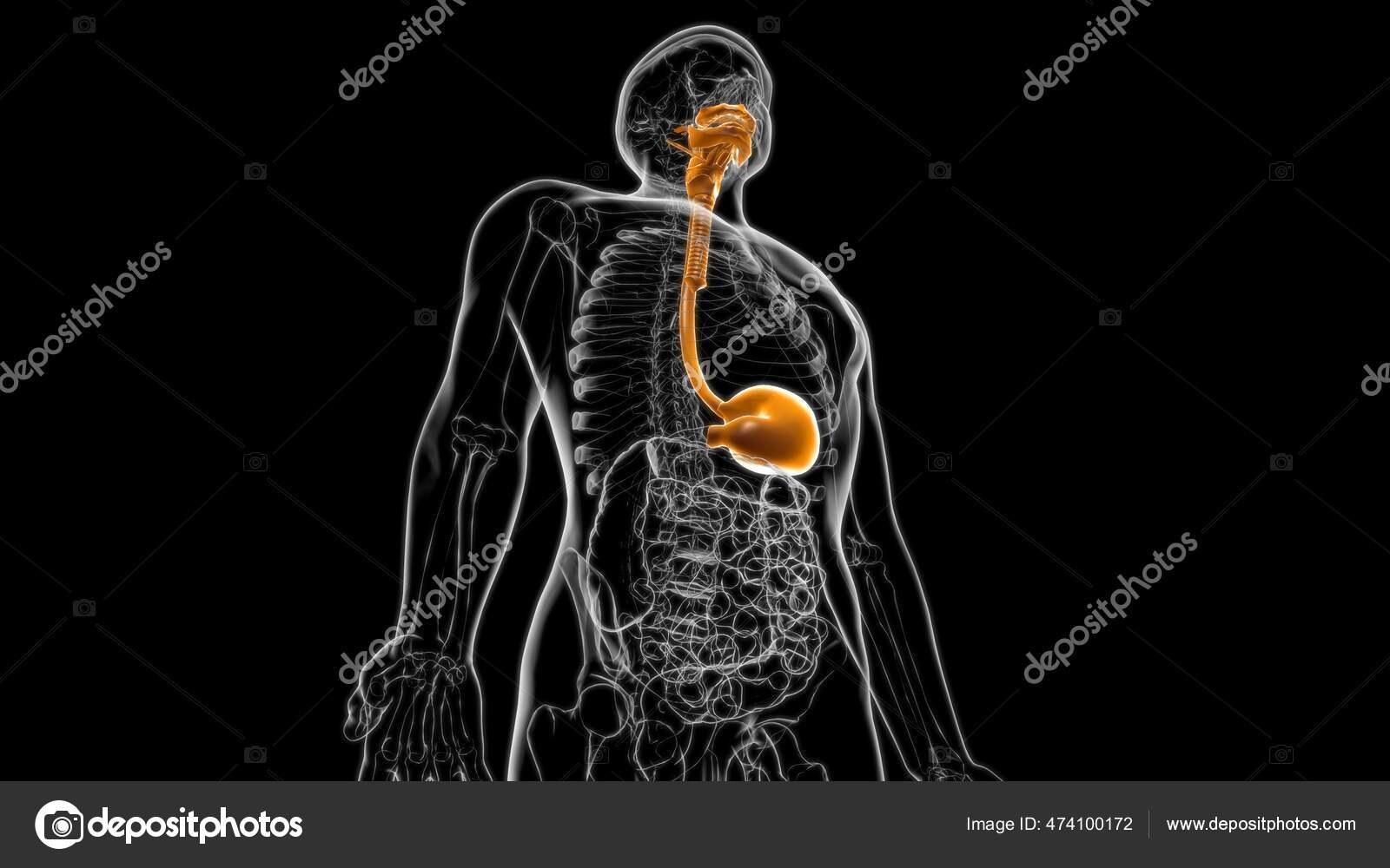 Sistema Digestivo Humano Anatomía Estomacal Para Ilustración Del ...