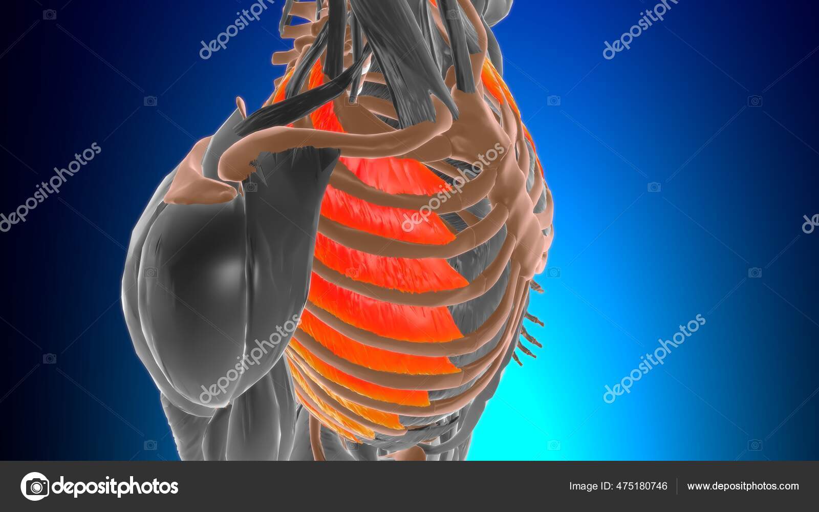 External Intercostal Muscles Cadaver