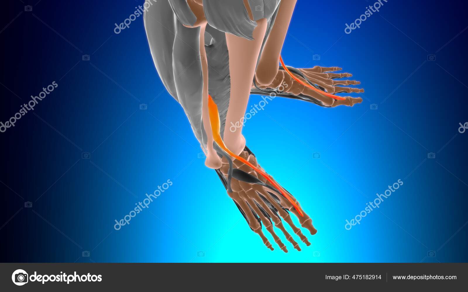 Extensor Hallucis Longus Muscle Anatomy Medical Concept Illustration ...