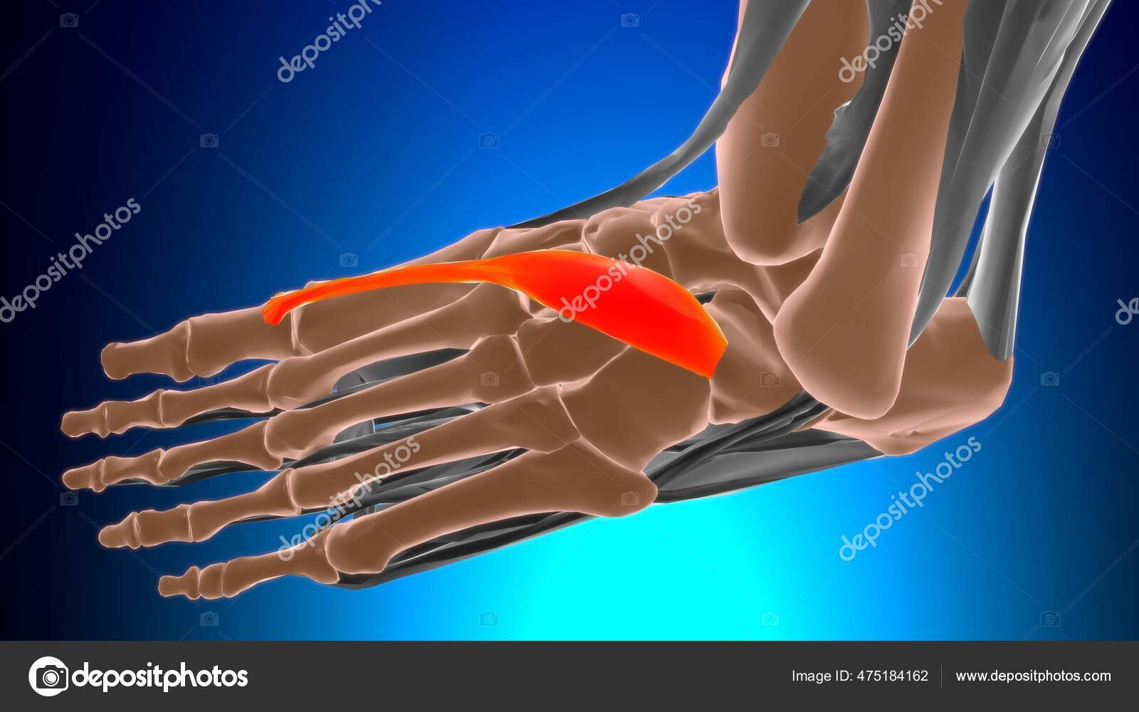 Extensor Hallucis Brevis Pain