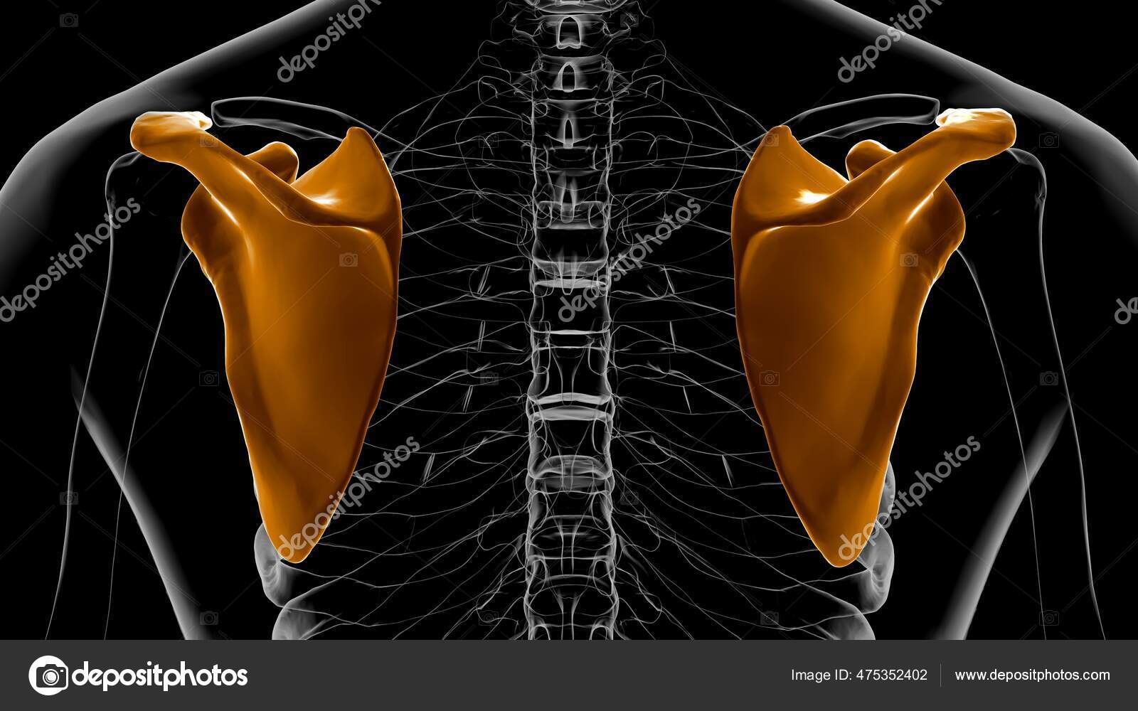 Human Skeleton Anatomy Scapula Bone Rendering Medical Concept Stock ...