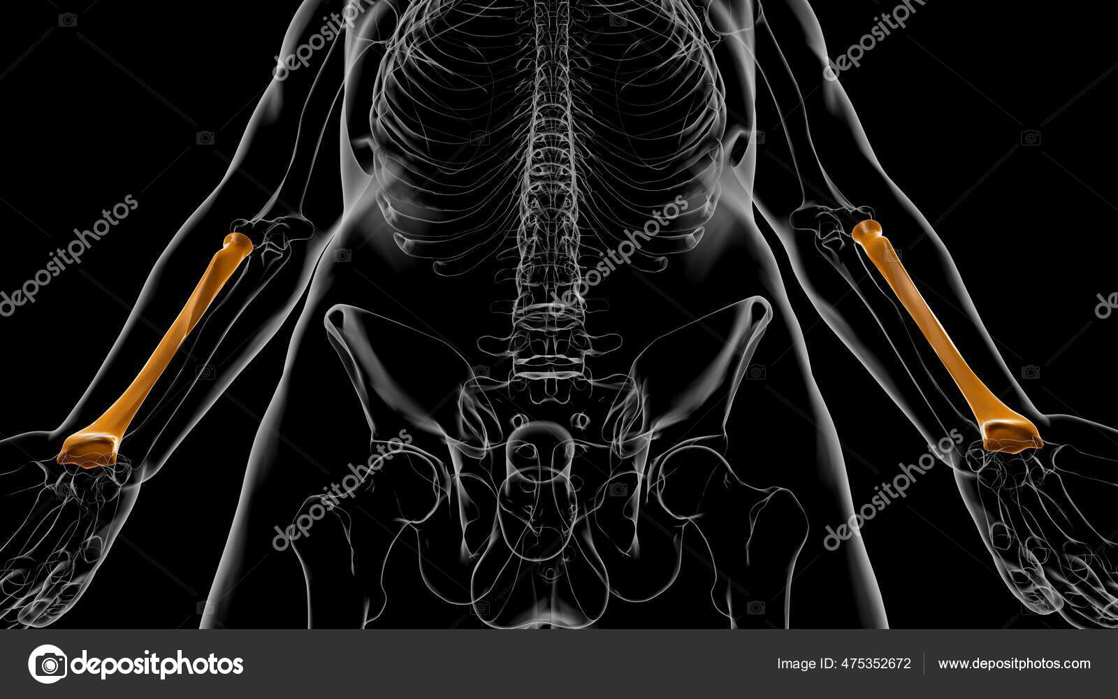 Renderização Osso Raio Anatomia Esqueleto Humano Para Conceito Médico ...