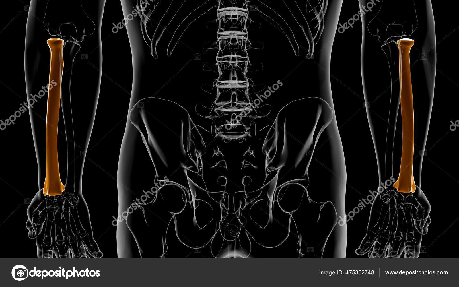 Rendimiento Del Hueso Del Radio Anatomía Del Esqueleto Humano Para ...
