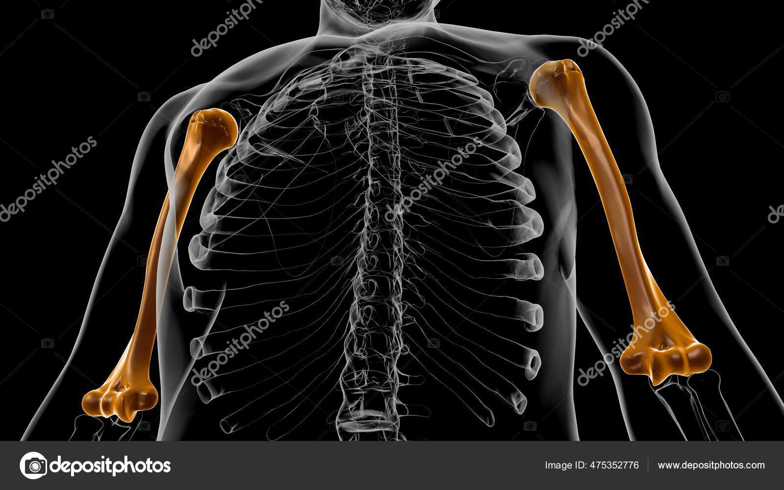 Human Skeleton Anatomy Humerus Bone Rendering Medical Concept Stock ...