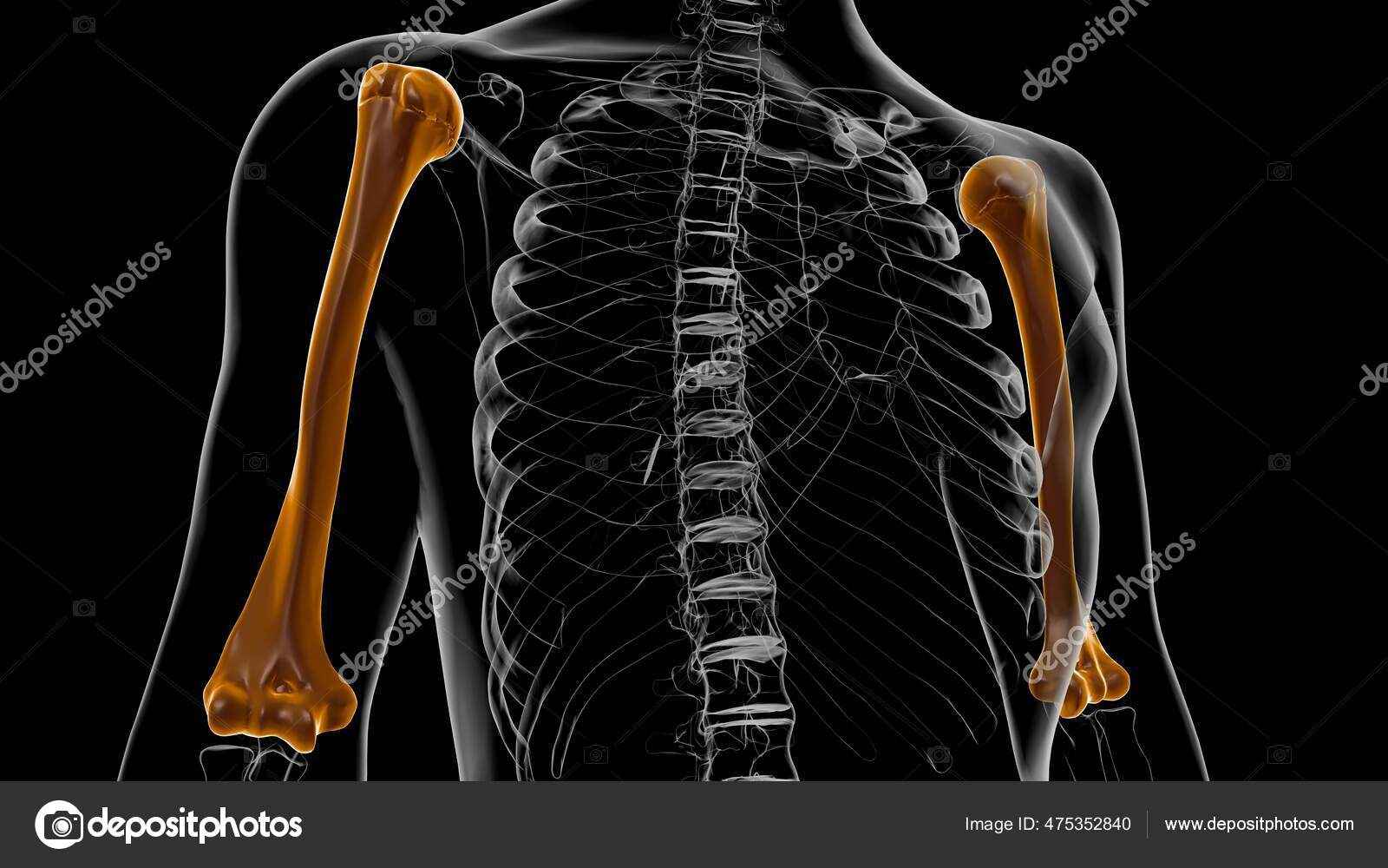 Anatomía Humana Del Esqueleto Representación Del Hueso Del Húmero Para ...