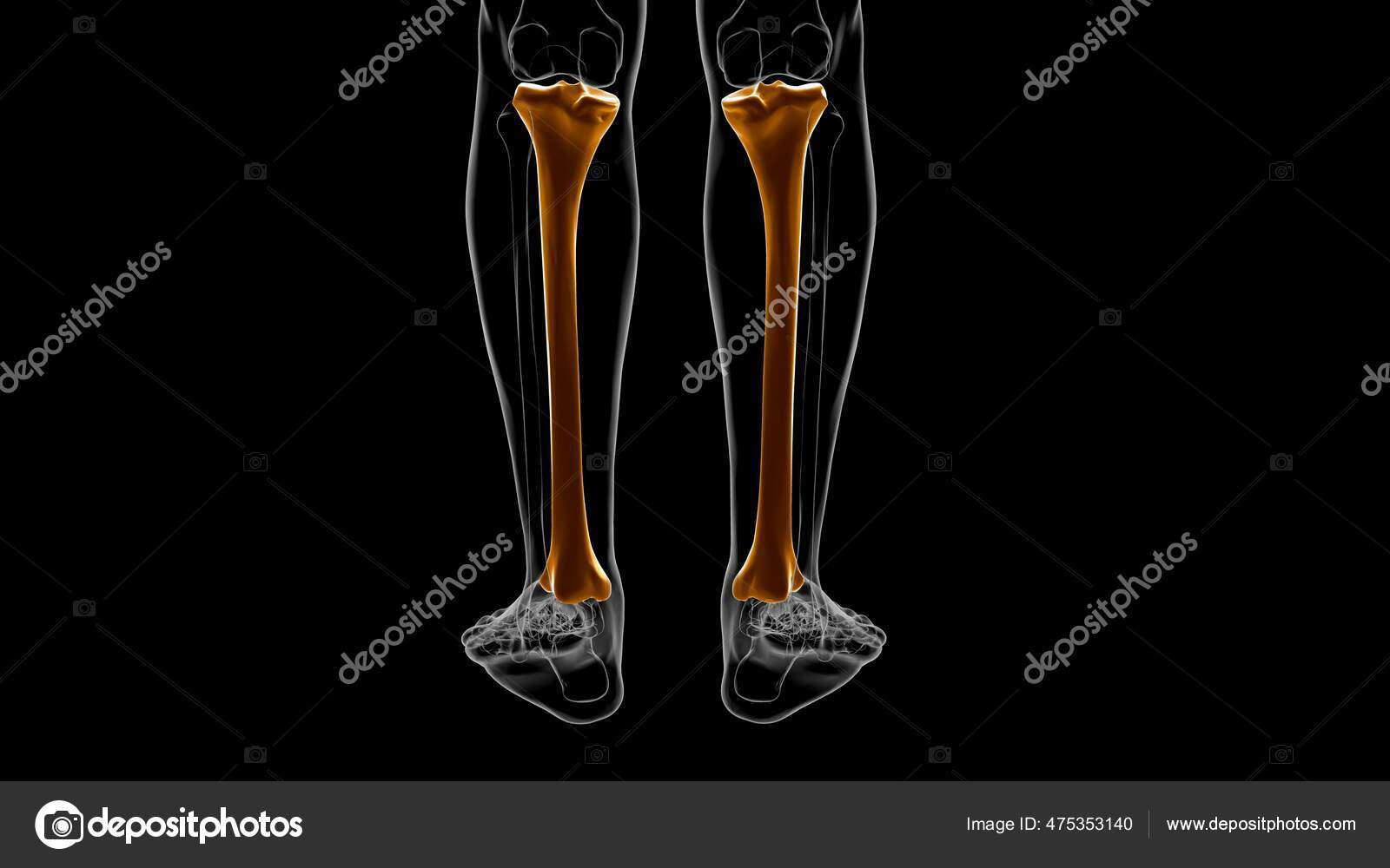 Anatomia Esqueleto Humano Tibia Bone Rendering Para Conceito Médico ...