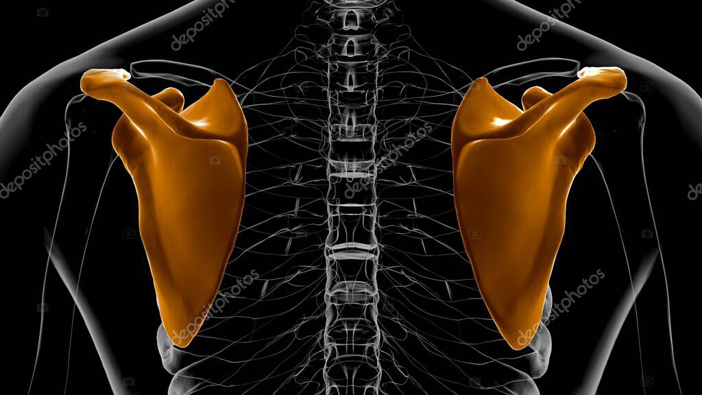 anatomía esqueleto humano escápula hueso representación 3D para el ...