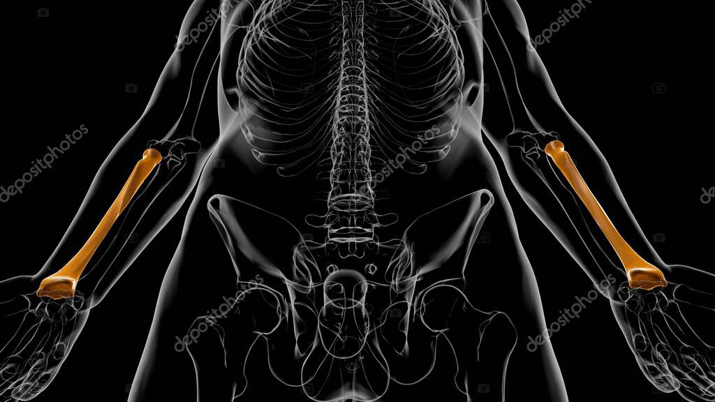 Rendimiento 3D del hueso del radio de la anatomía del esqueleto humano ...
