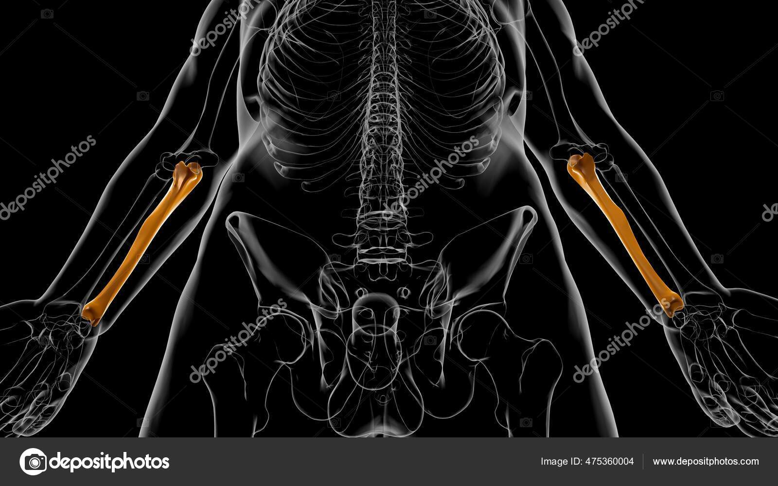 Anatomia Esqueleto Humano Ulna Osso Renderização Para Conceito Médico ...