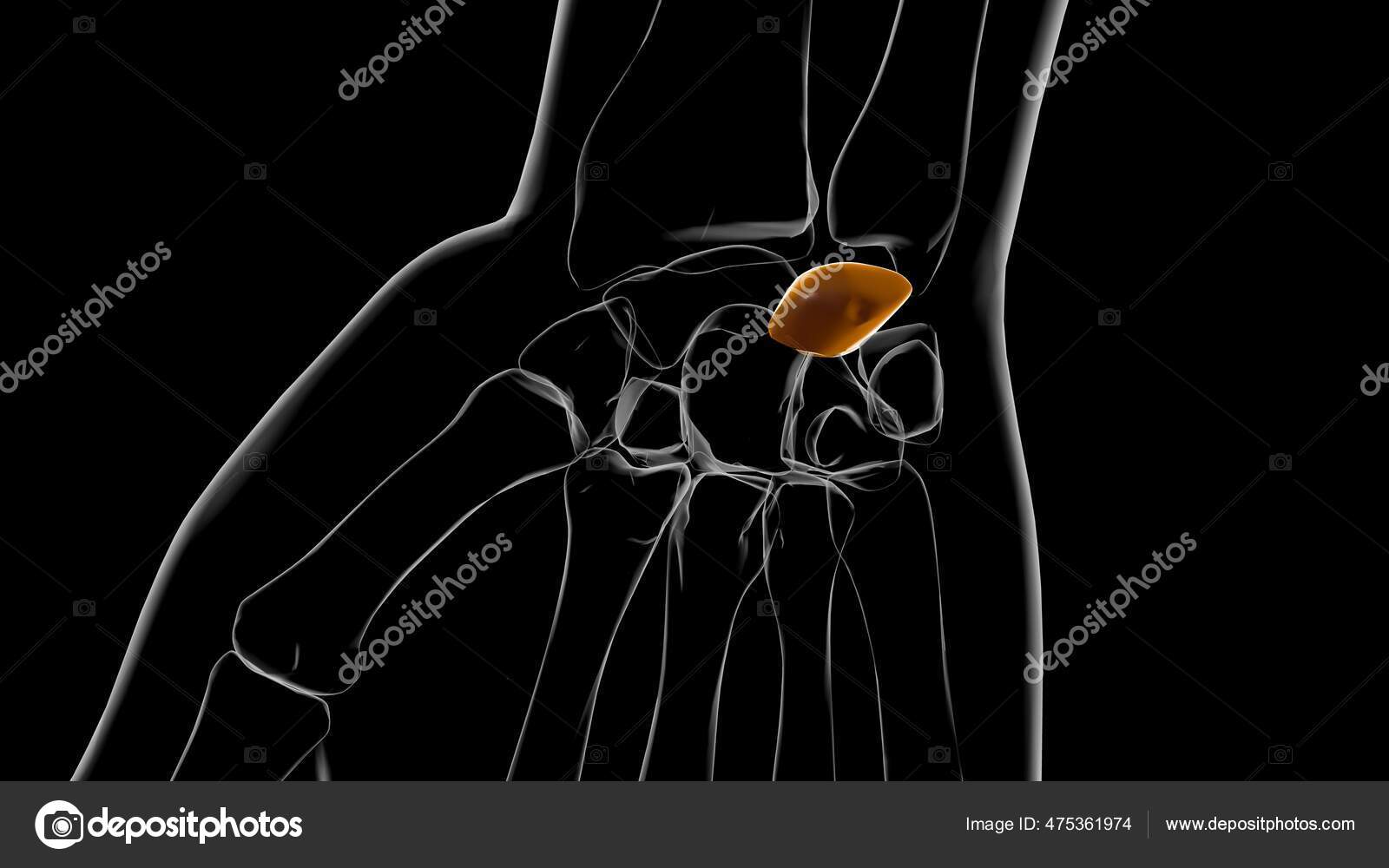 Human Skeleton Lunate Bone Anatomy Illustration Stock Photo by ©My_box ...