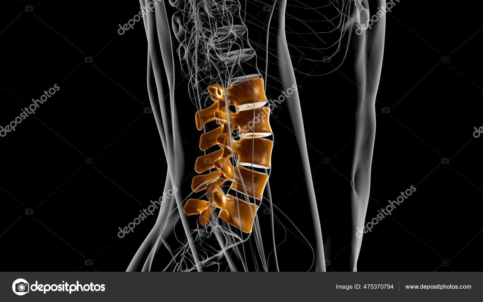 Human Skeleton Vertebral Column Lumbar Vertebrae Anatomy Illustration ...