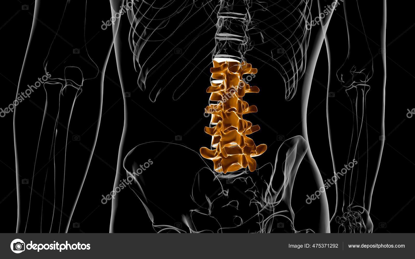 Lidská Kosterní Páteř Páteř Páteř Páteř Anatomie Ilustrace — Stock ...