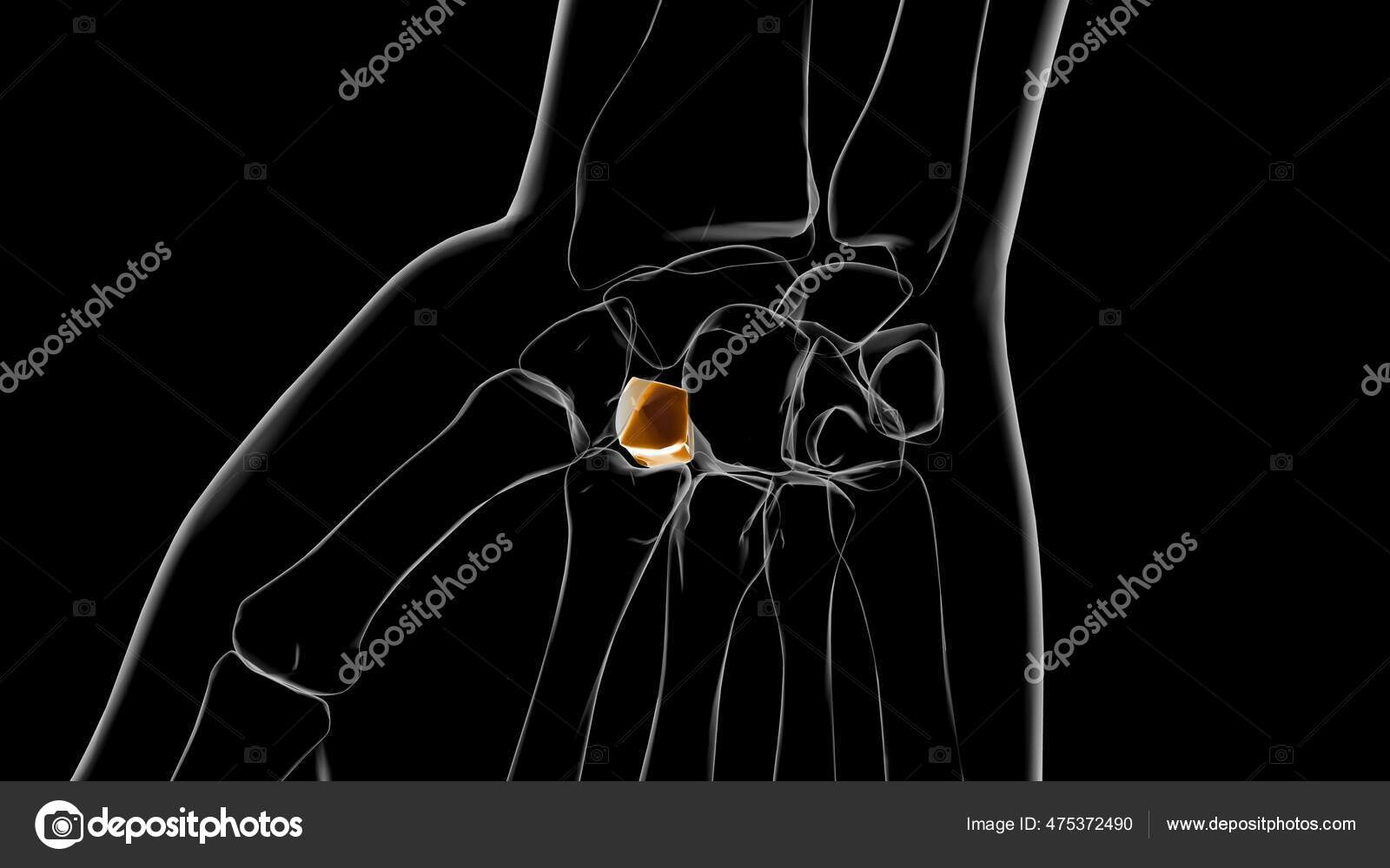 Human Skeleton Trapezoid Bone Anatomy Illustration Stock Photo by ©My ...