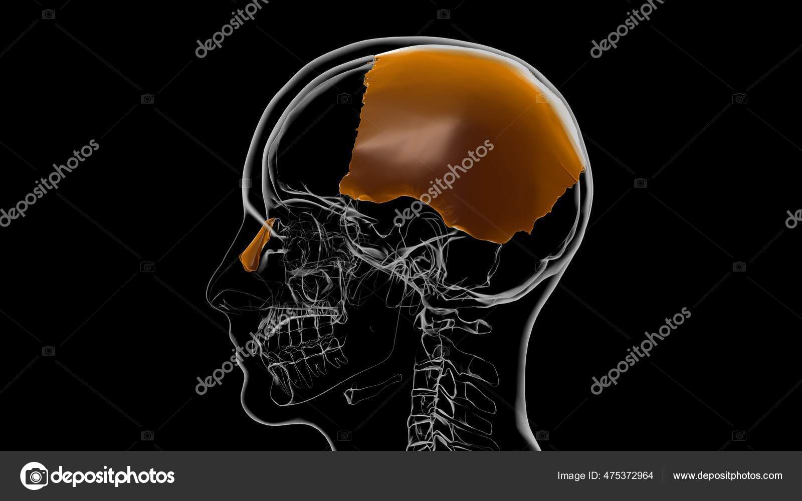 Parietal Bone Labeled