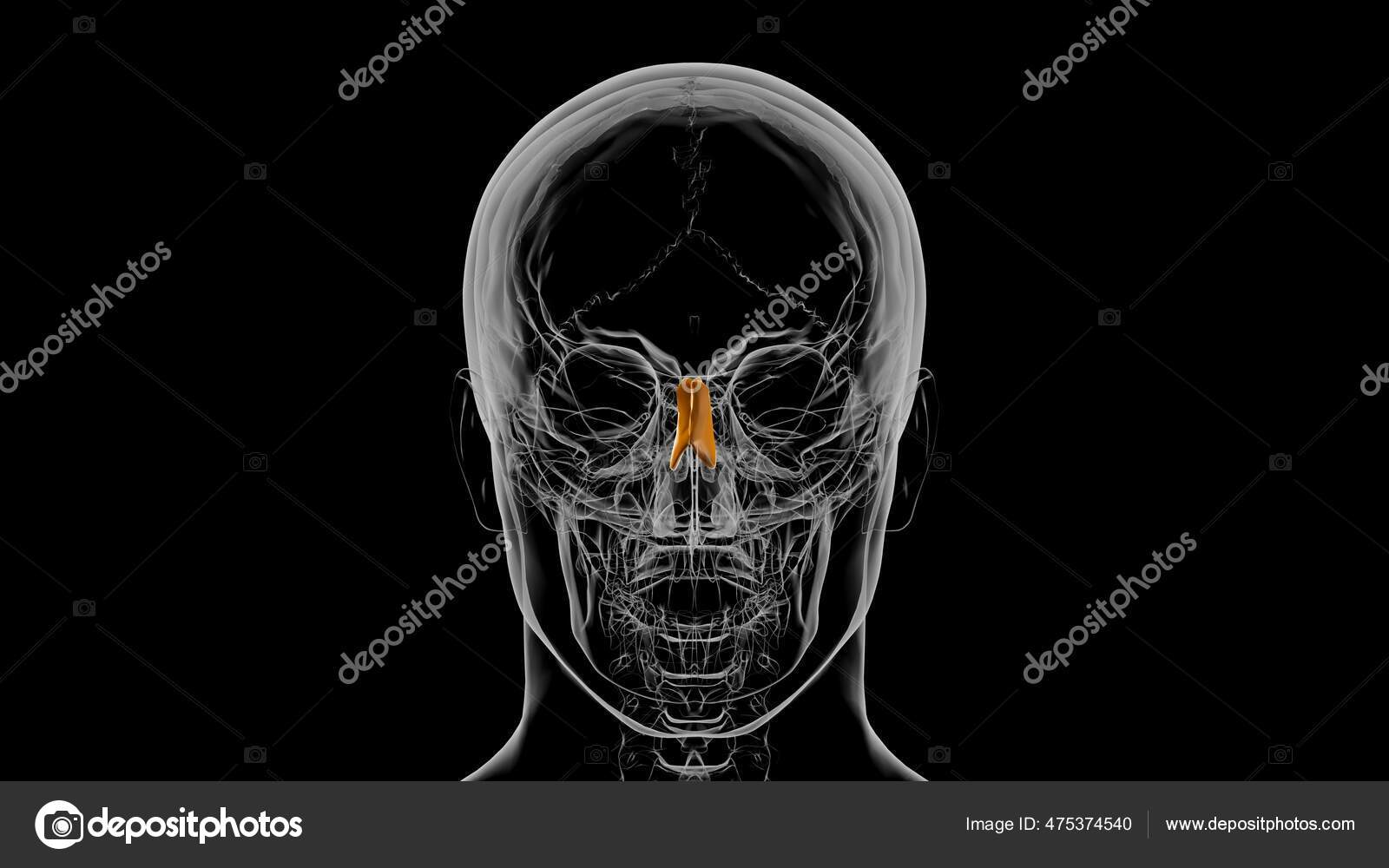 Humant Skjelett Nesebein Anatomi Illustrasjon – stockfoto © My_box_pra ...