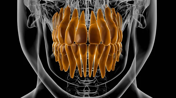 Gorge humaine images libres de droit, photos de Gorge humaine ...