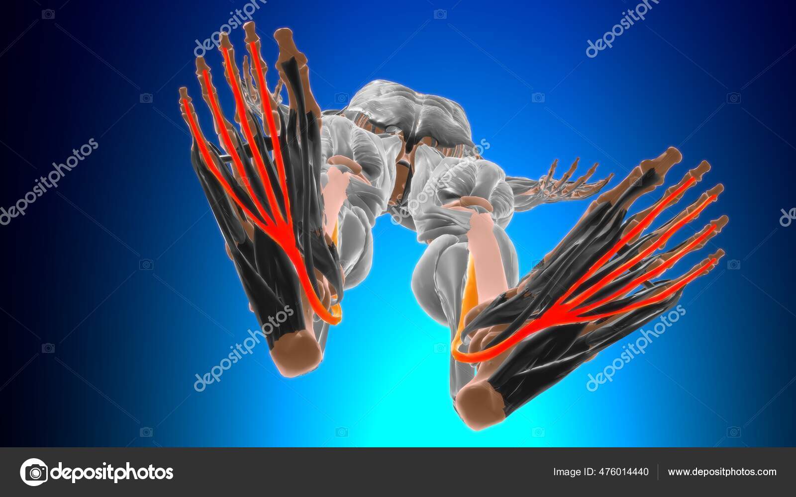 Flexor Digitorum Longus Muscle Anatomy Medical Concept Illustration ...