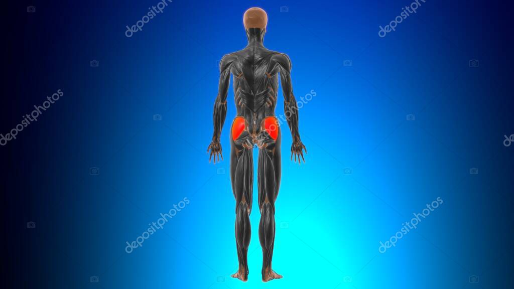 Anatom a del m sculo del medio del gl teo para la ilustraci n 3D del concepto m dico 2024