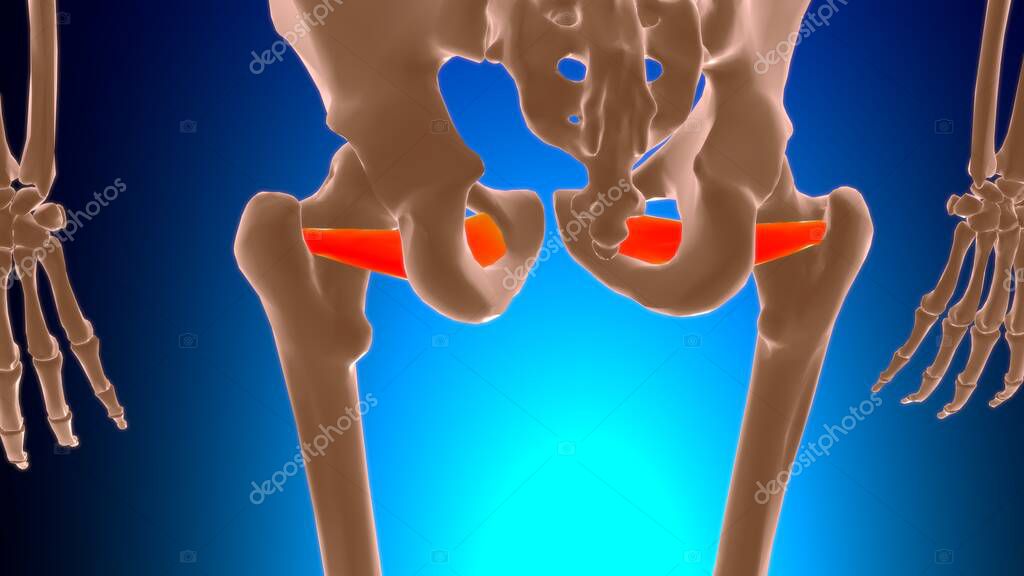Anatom a del m sculo del externus del obturador para la ilustraci n 3D del concepto m dico 2024