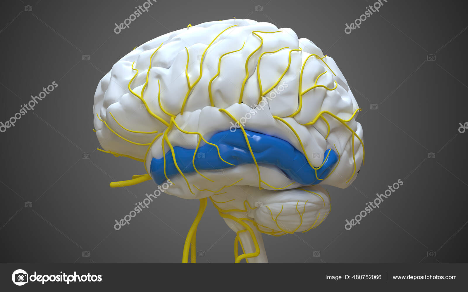 Brain Middle Temporal Gyrus Anatomy Medical Concept Illustration Stock ...