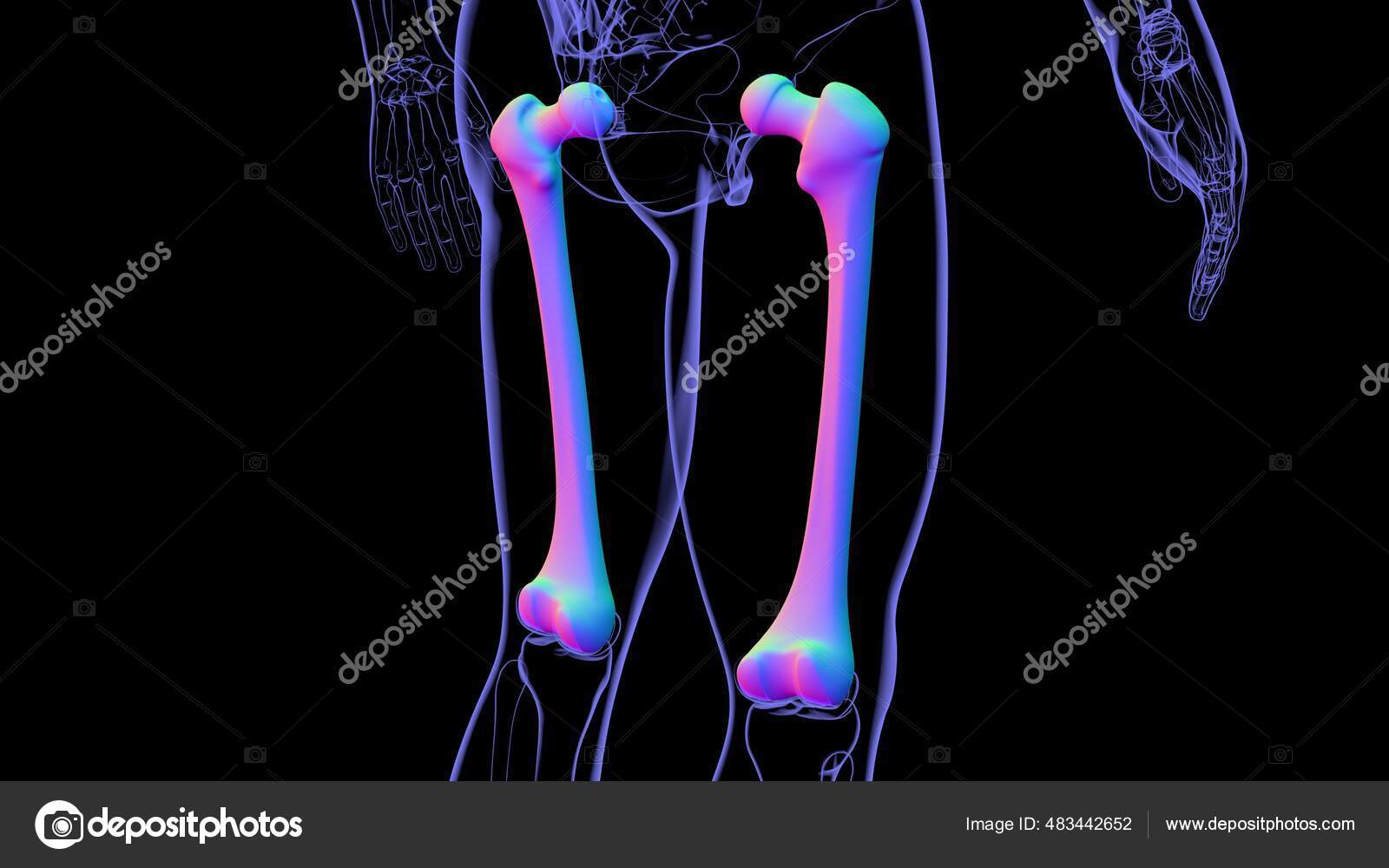 Anatomía Del Esqueleto Humano Representación Del Hueso Del Fémur Para ...