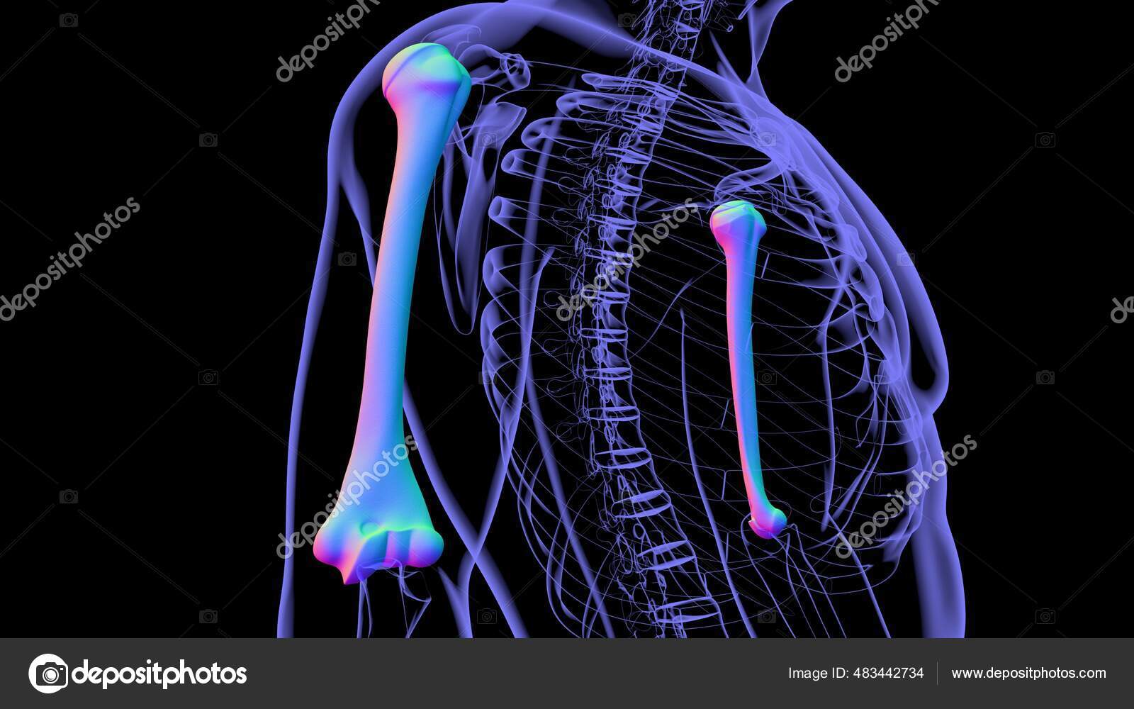 Anatomía Humana Del Esqueleto Representación Del Hueso Del Húmero Para ...