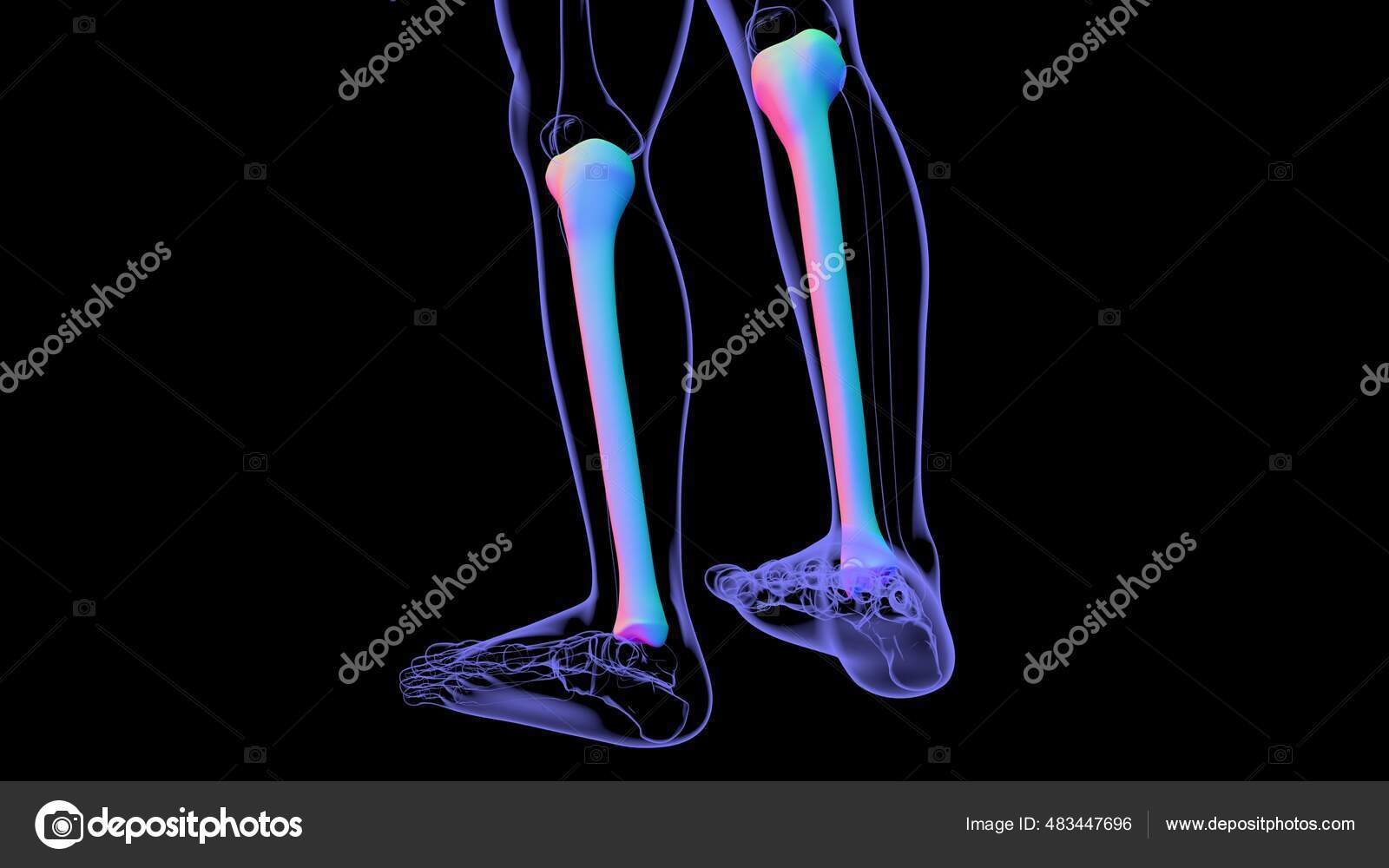Human Skeleton Anatomy Tibia Bone Rendering Medical Concept Stock Photo ...