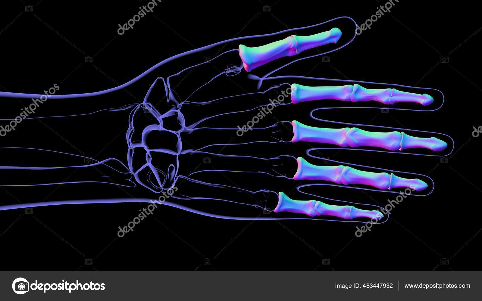 Human Skeleton Hand Phalanges Bone Anatomy Medical Concept Illustration ...
